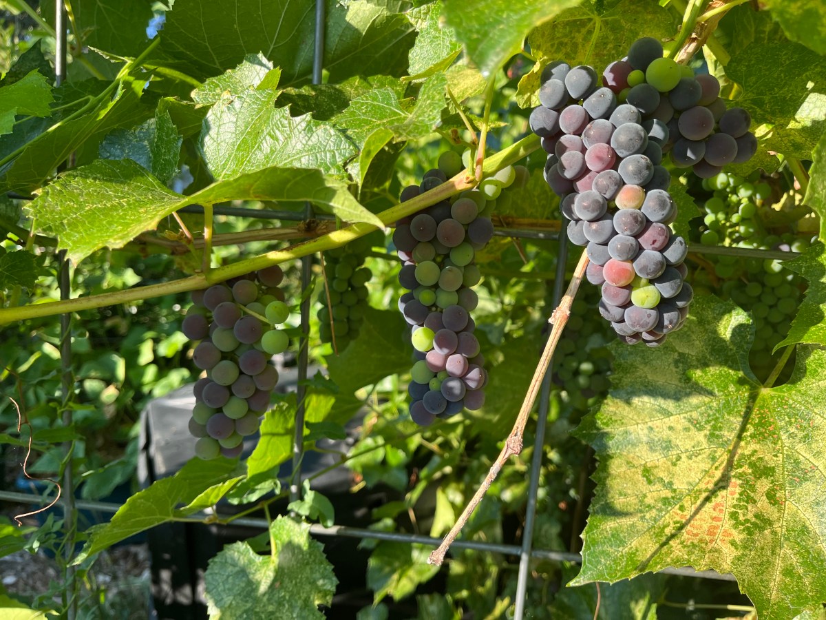 Planet of the Grapes – BowerCorner